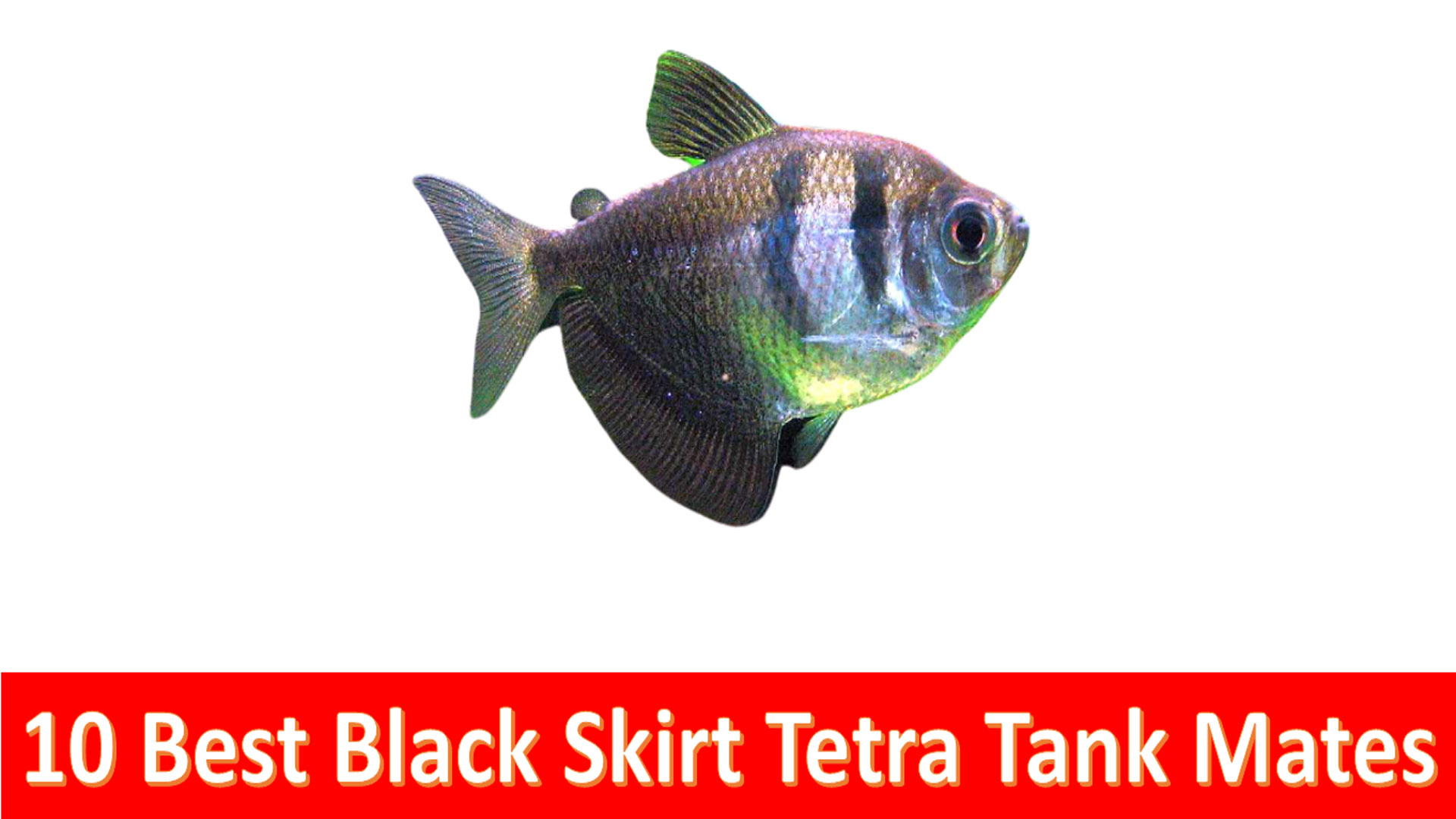 Black Skirt Tetra Tropical Fish