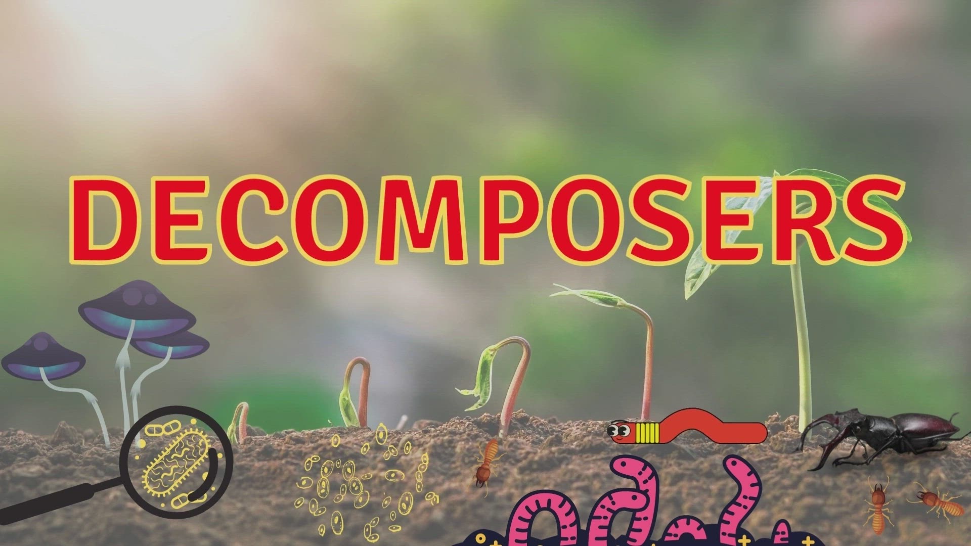 Decomposer That Lives In The Forest Floor | Viewfloor.co